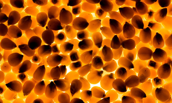 Corn Seeds | 12 Craziest Counterfeits — and How to Spot a Fake | TIME.com